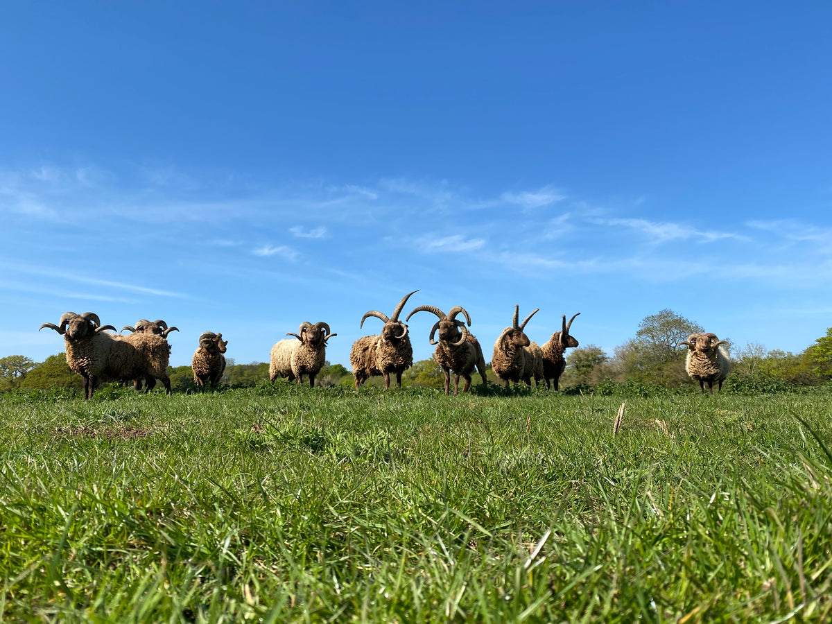Organic Hogget and Mutton – Langley Chase Organic Farm